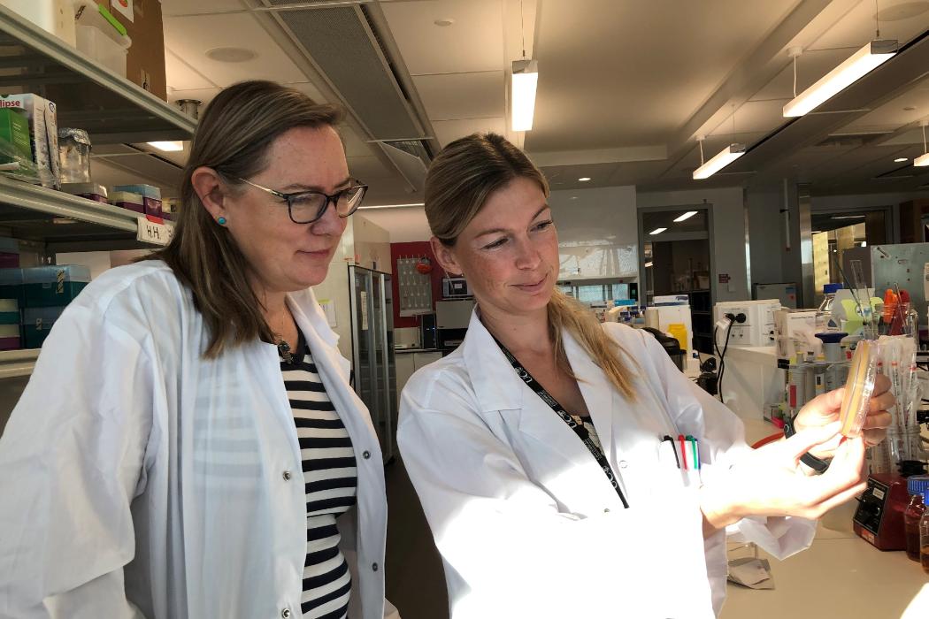 Hive immunity protecting our pollinators | University of Canterbury